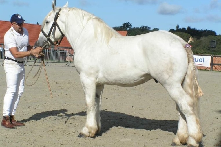 SYNDICAT HIPPIQUE BOULONNAIS - LOYAL DU MARAIS